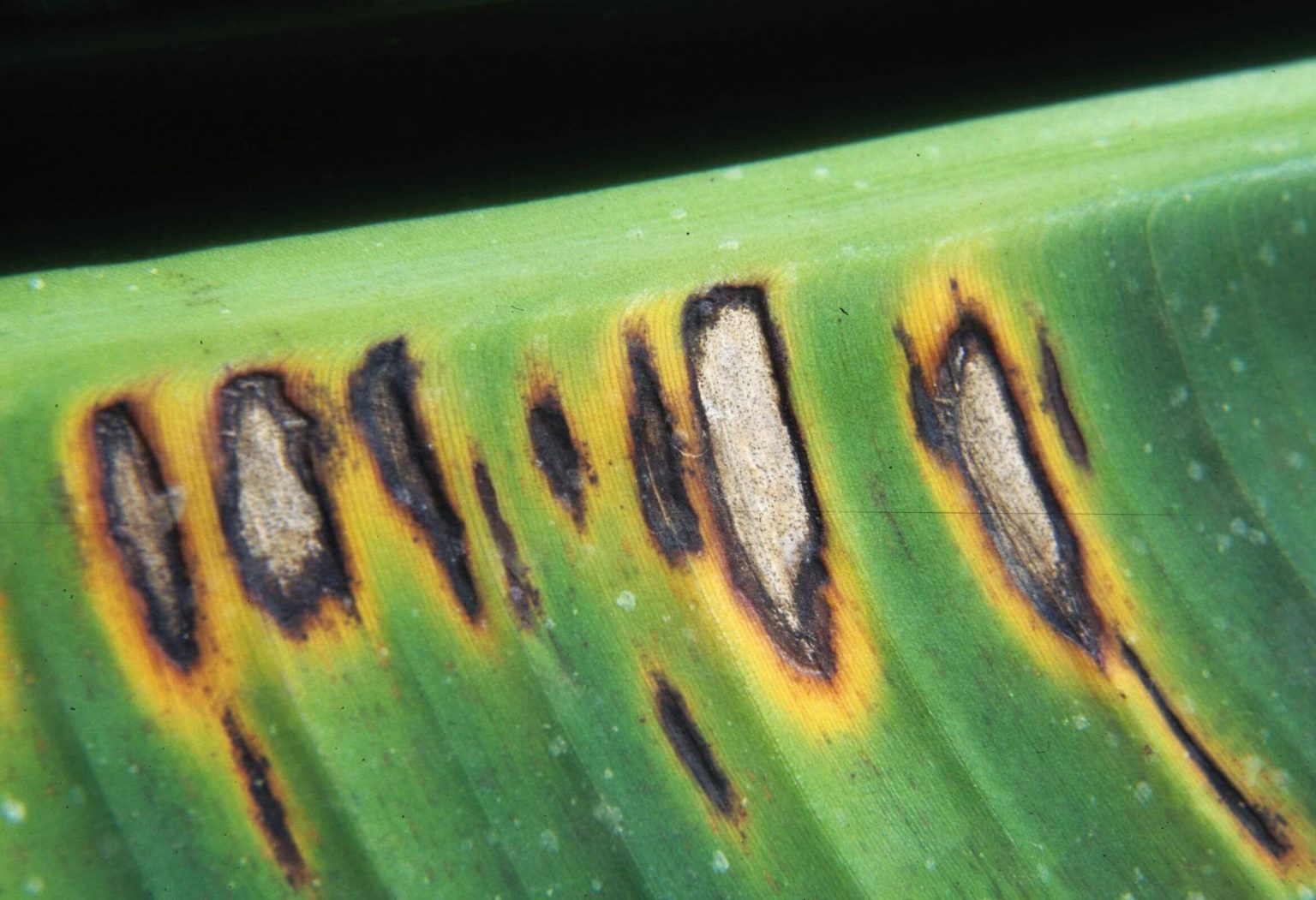 Protecting banana crops: Key pests and how to manage them