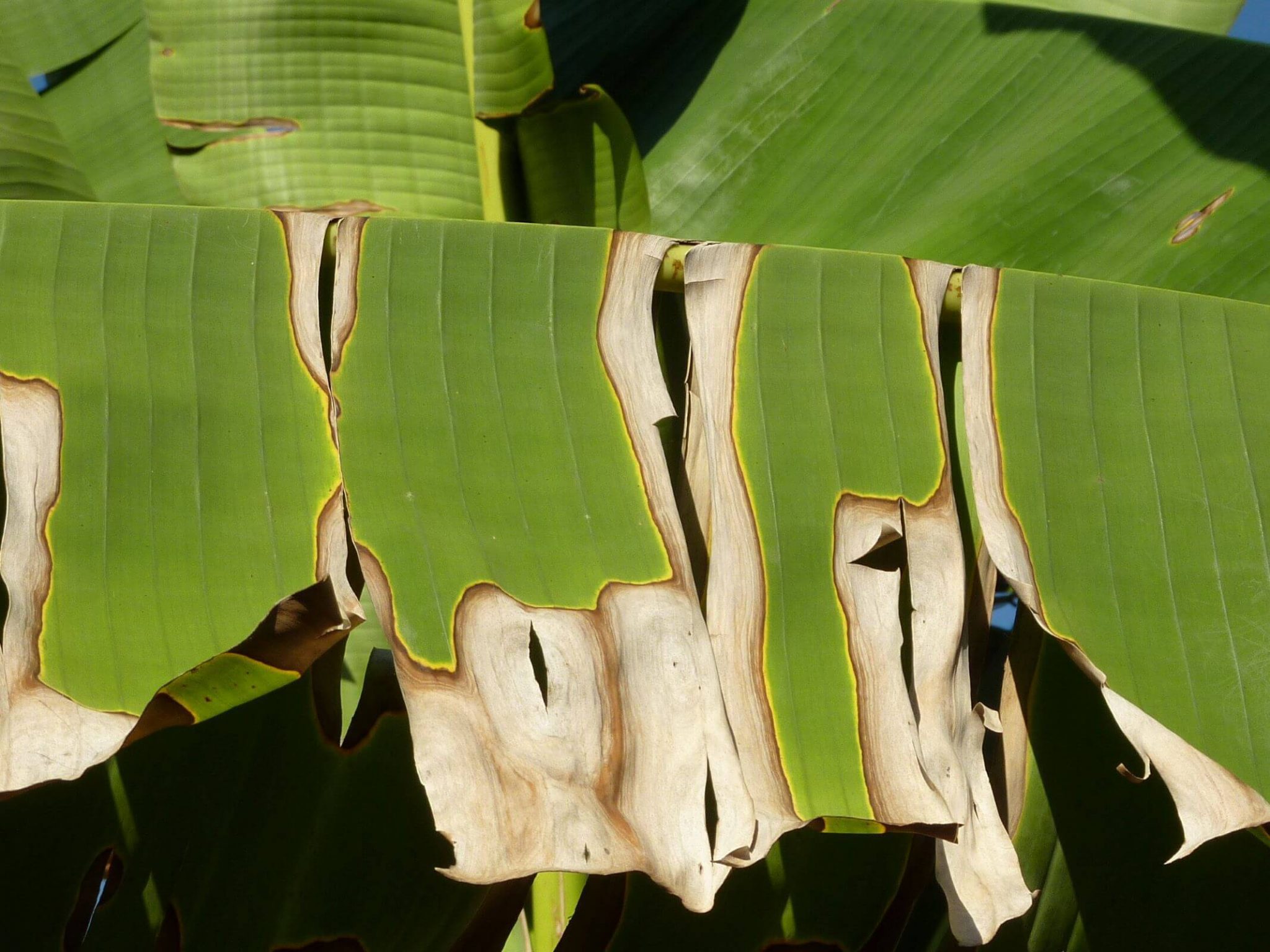 Protecting banana crops: Key pests and how to manage them