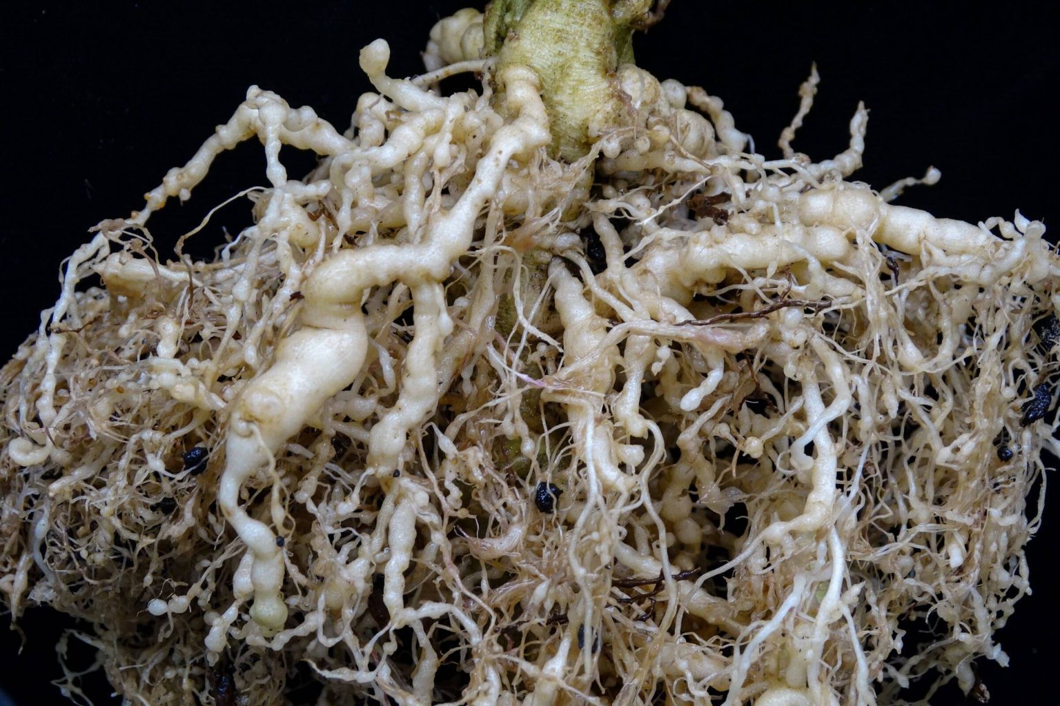 Protecting banana crops: Key pests and how to manage them