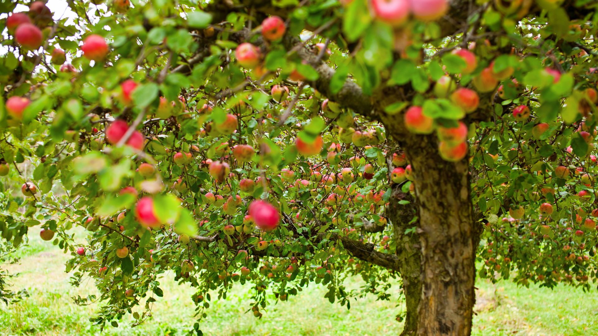 The Identification and Control of Apple Pest and Disease