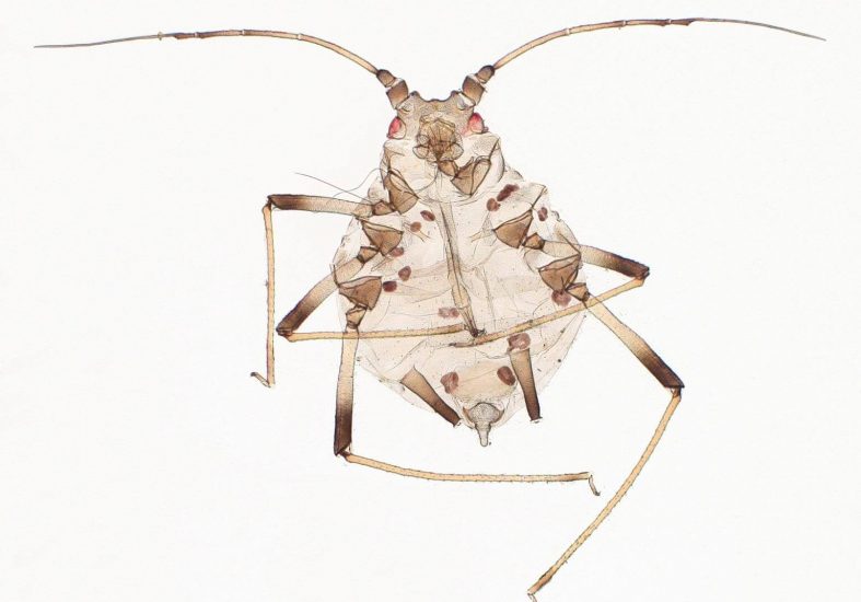 Protecting banana crops: Key pests and how to manage them