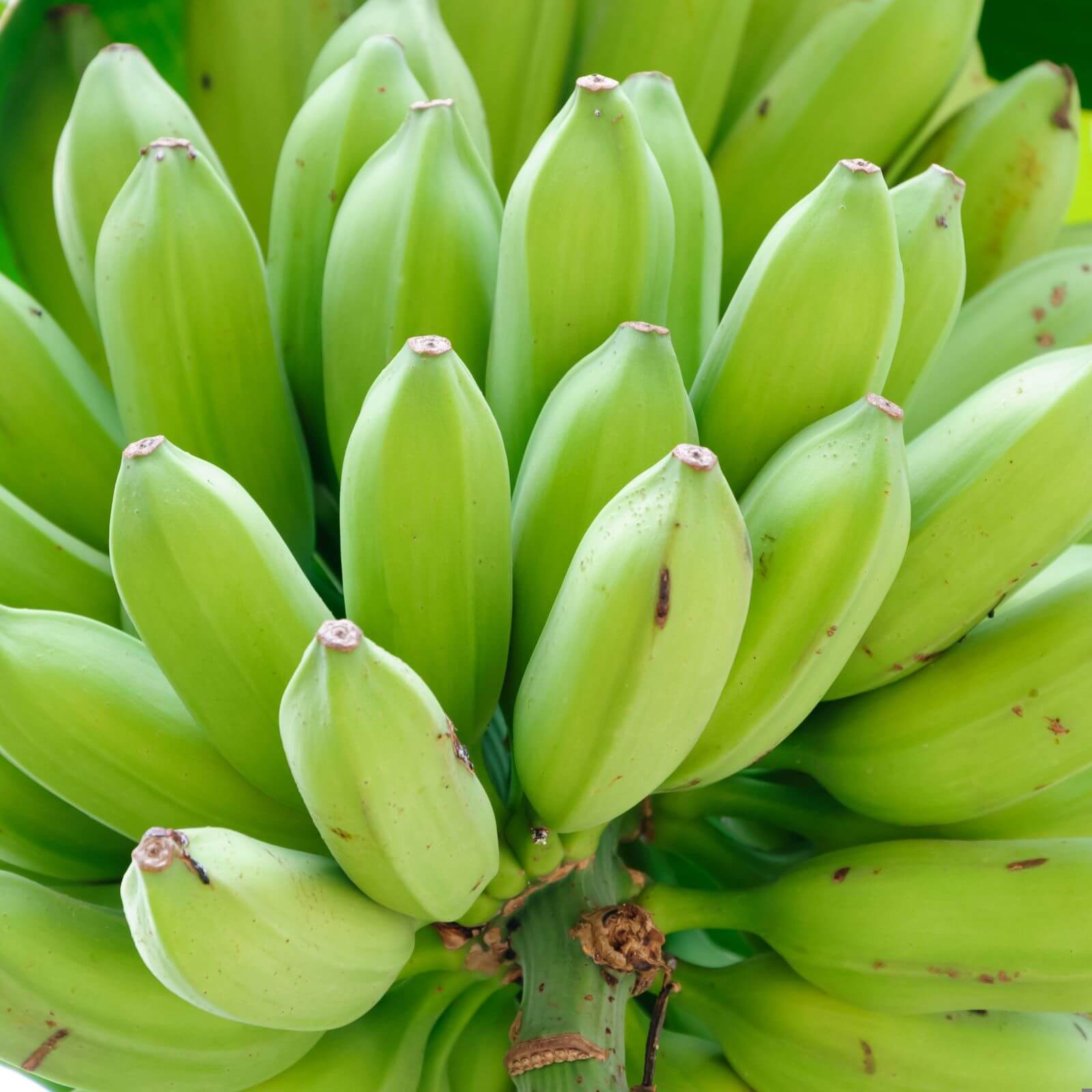 CABI BioProtection Portal | 最大的生物防治免费资源