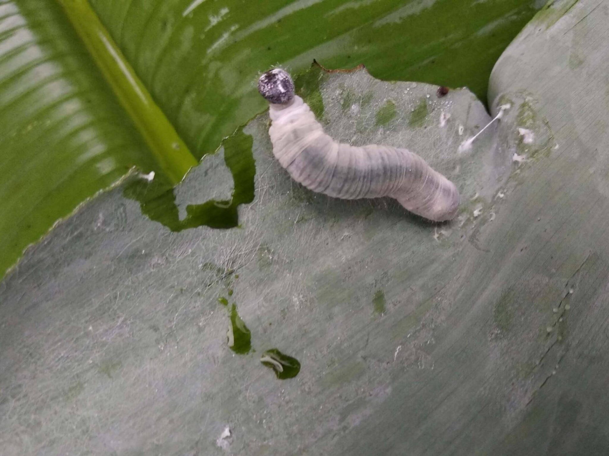 Protecting banana crops: Key pests and how to manage them
