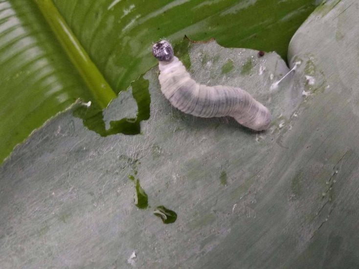 Protecting banana crops: Key pests and how to manage them