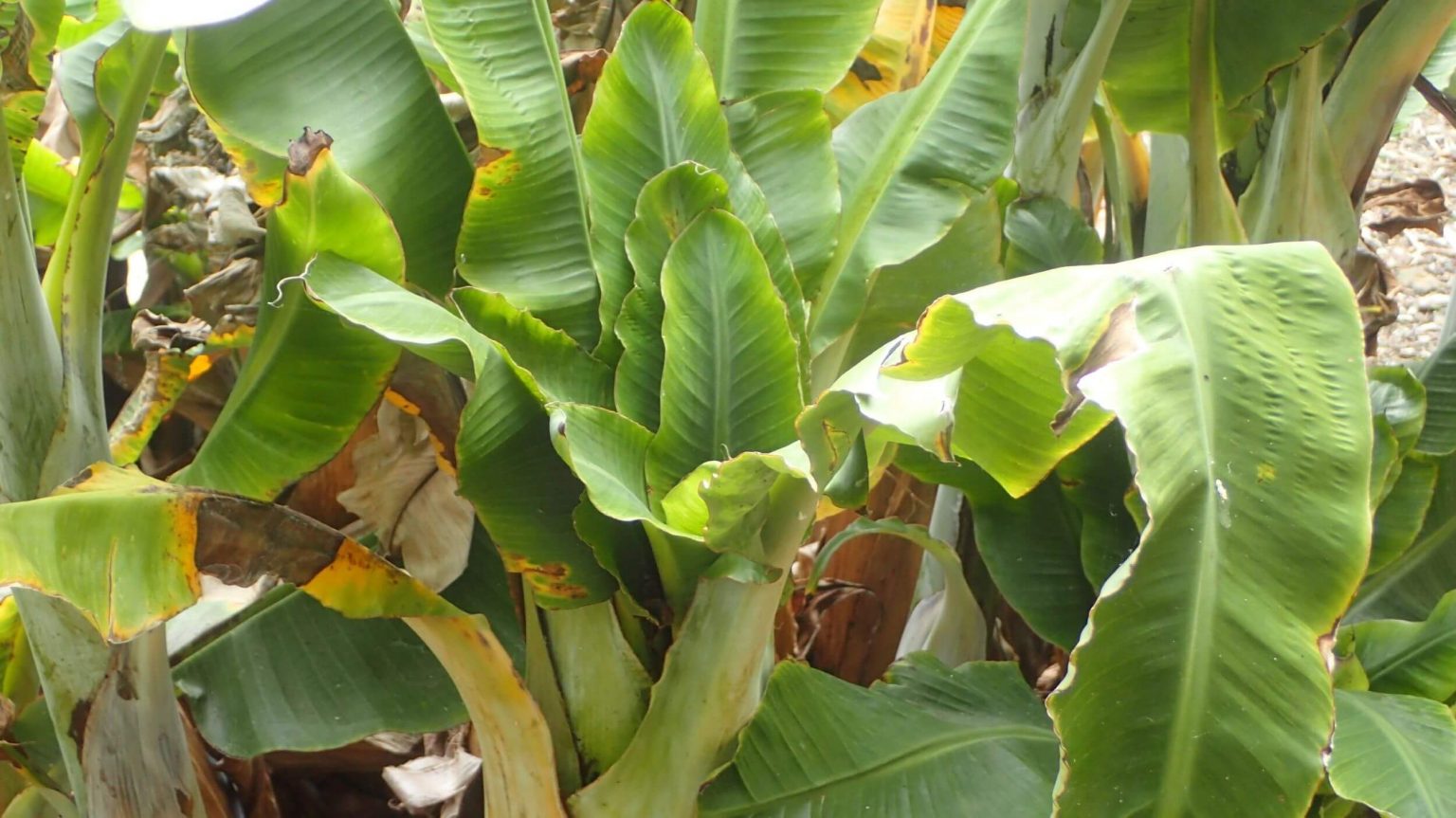 Protección de los cultivos de banano: Plagas clave y cómo manejarlas