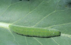 Cabbage Pests: Identification and Pest Control Strategies