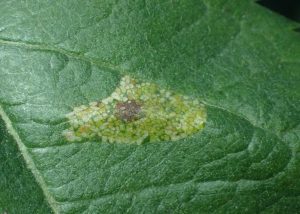 The Identification and Control of Apple Pest and Disease