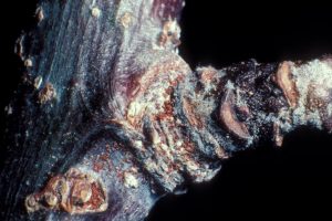 Identifizierung und Bekämpfung von Schädlingen und Krankheiten am Apfelbaum