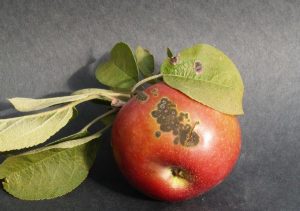 The Identification and Control of Apple Pest and Disease