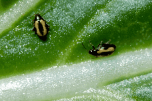 Cabbage Pests: Identification and Pest Control Strategies