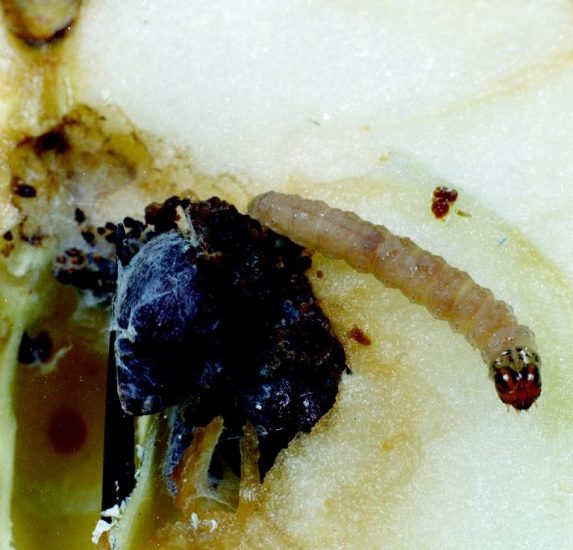 The Identification and Control of Apple Pest and Disease