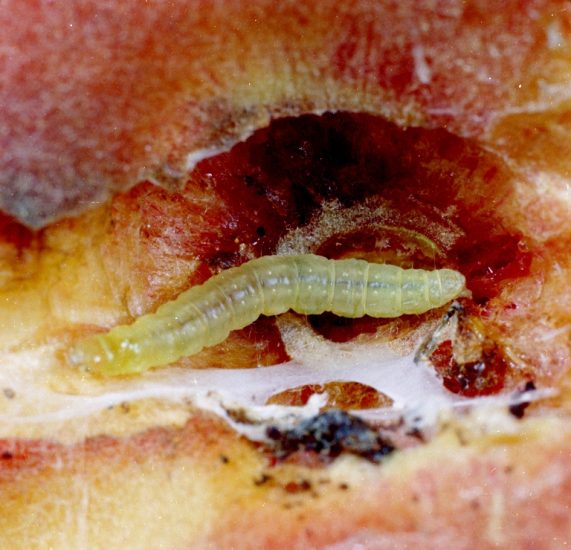 The Identification and Control of Apple Pest and Disease