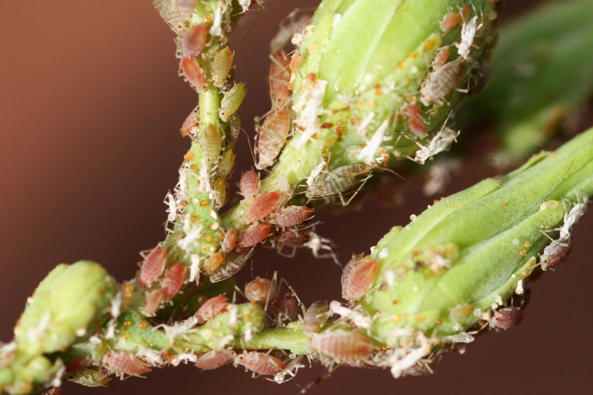 A guide to managing potato pests with biocontrol