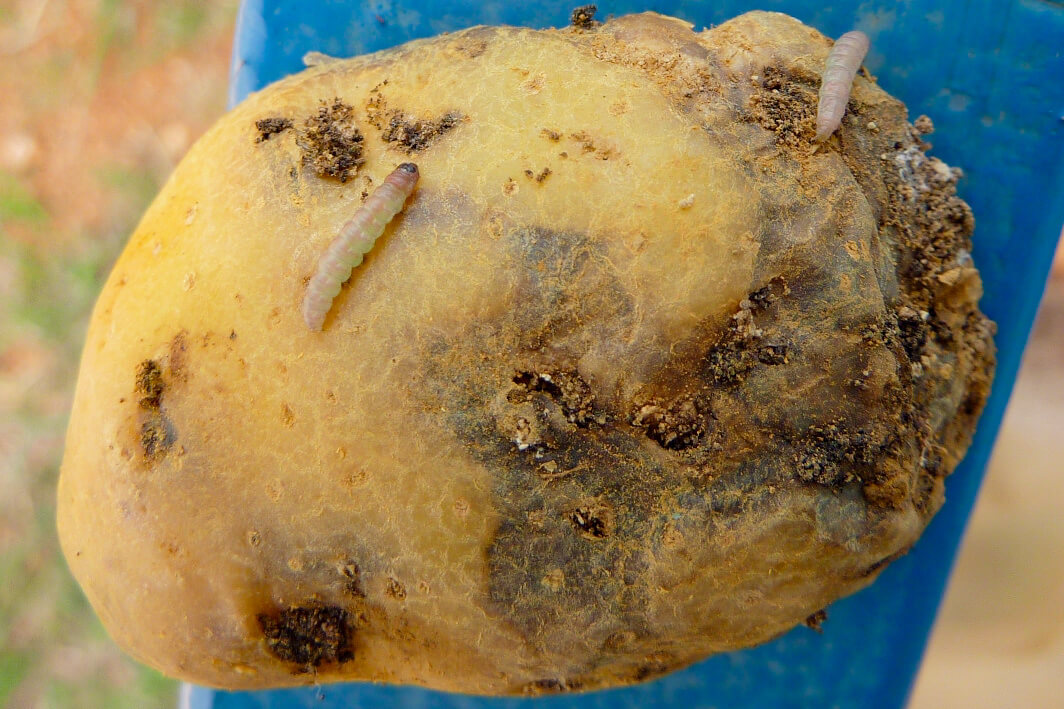 A guide to managing potato pests with biocontrol
