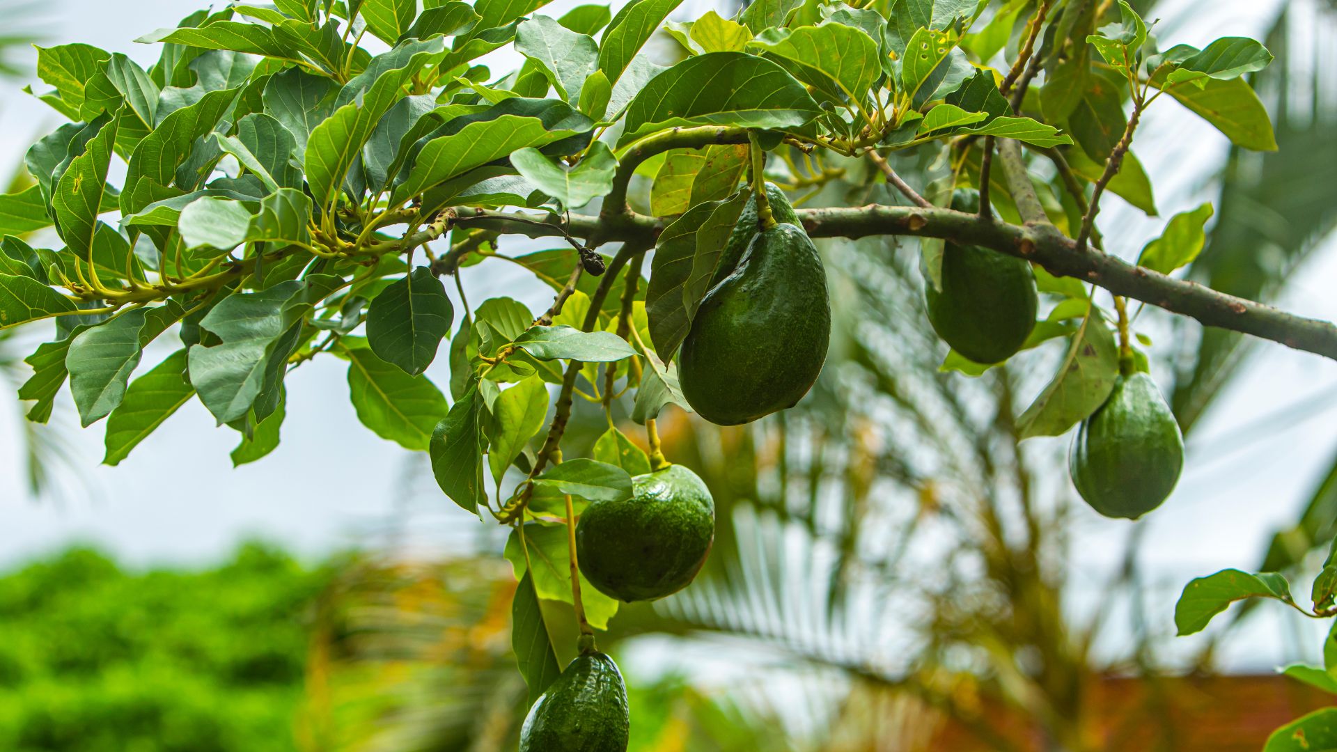 Natural Pest Control for Avocados