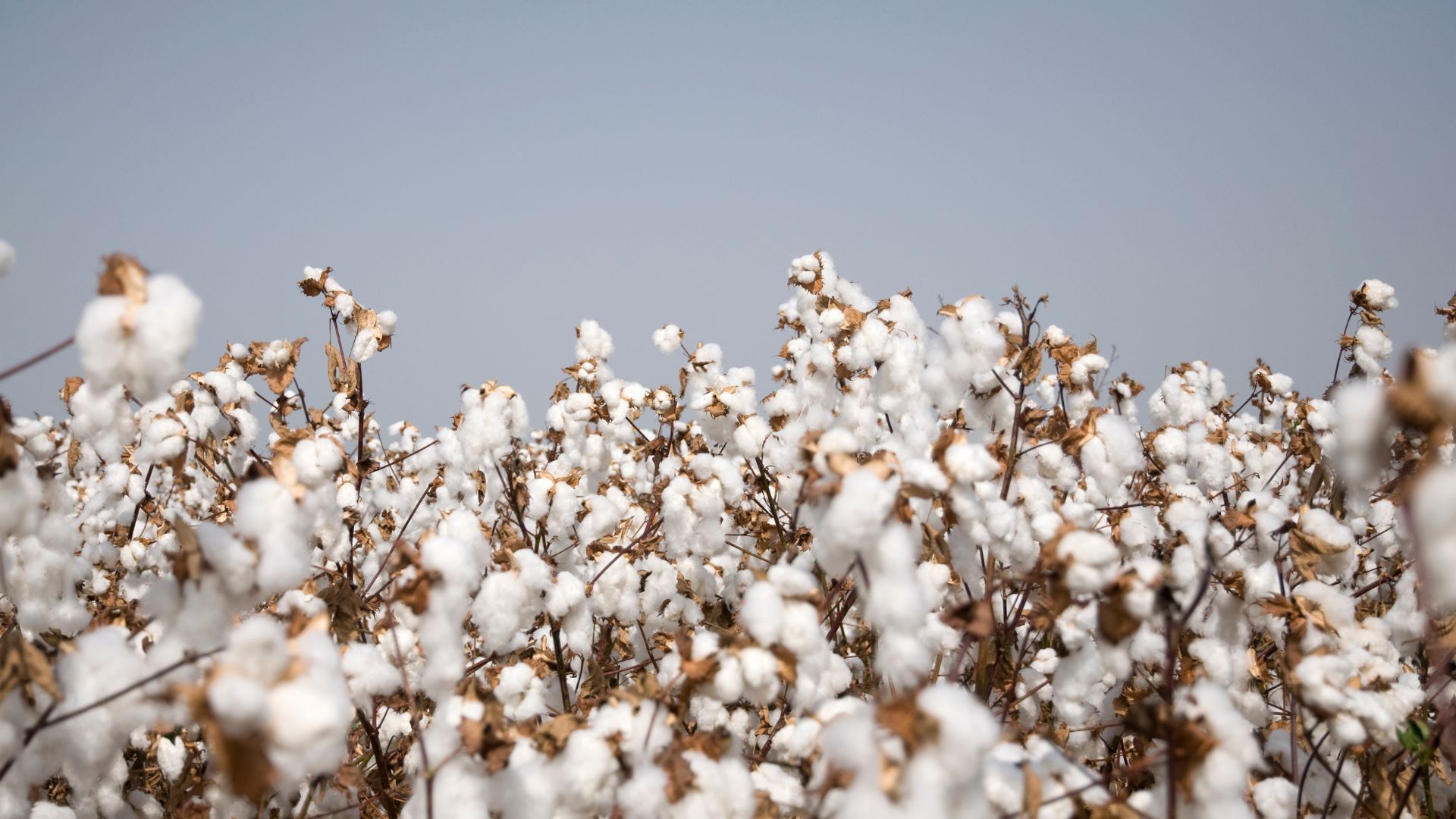 Common Cotton Pests and Natural Control Methods
