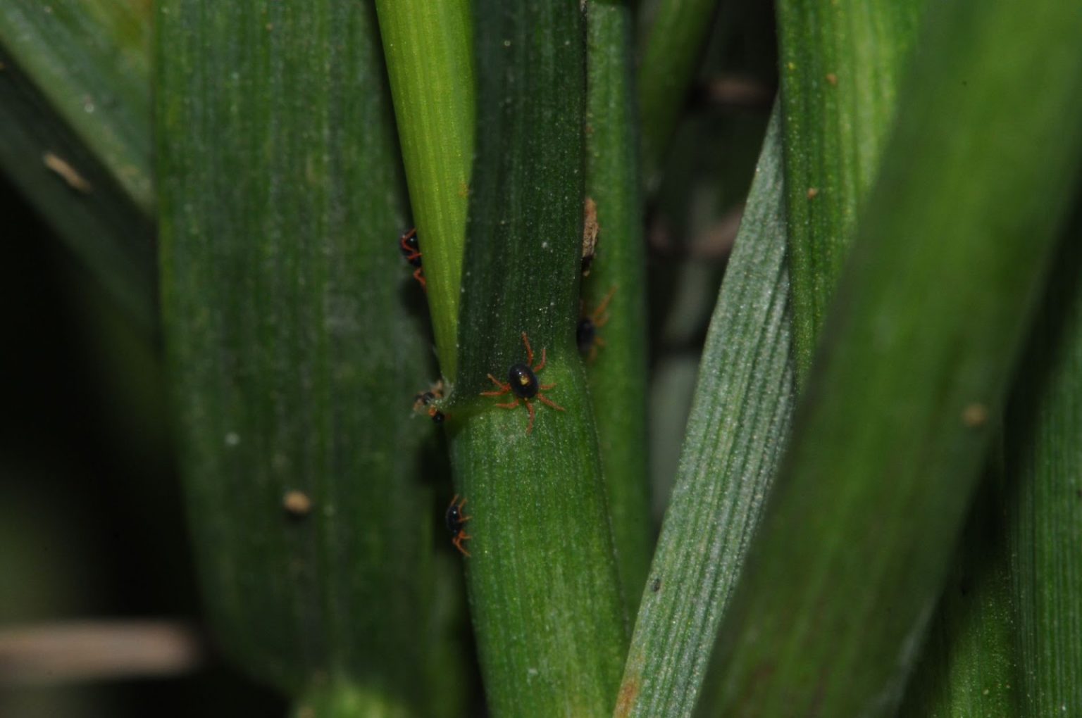 Wheat Pest Control: Natural and Biological Management Tips
