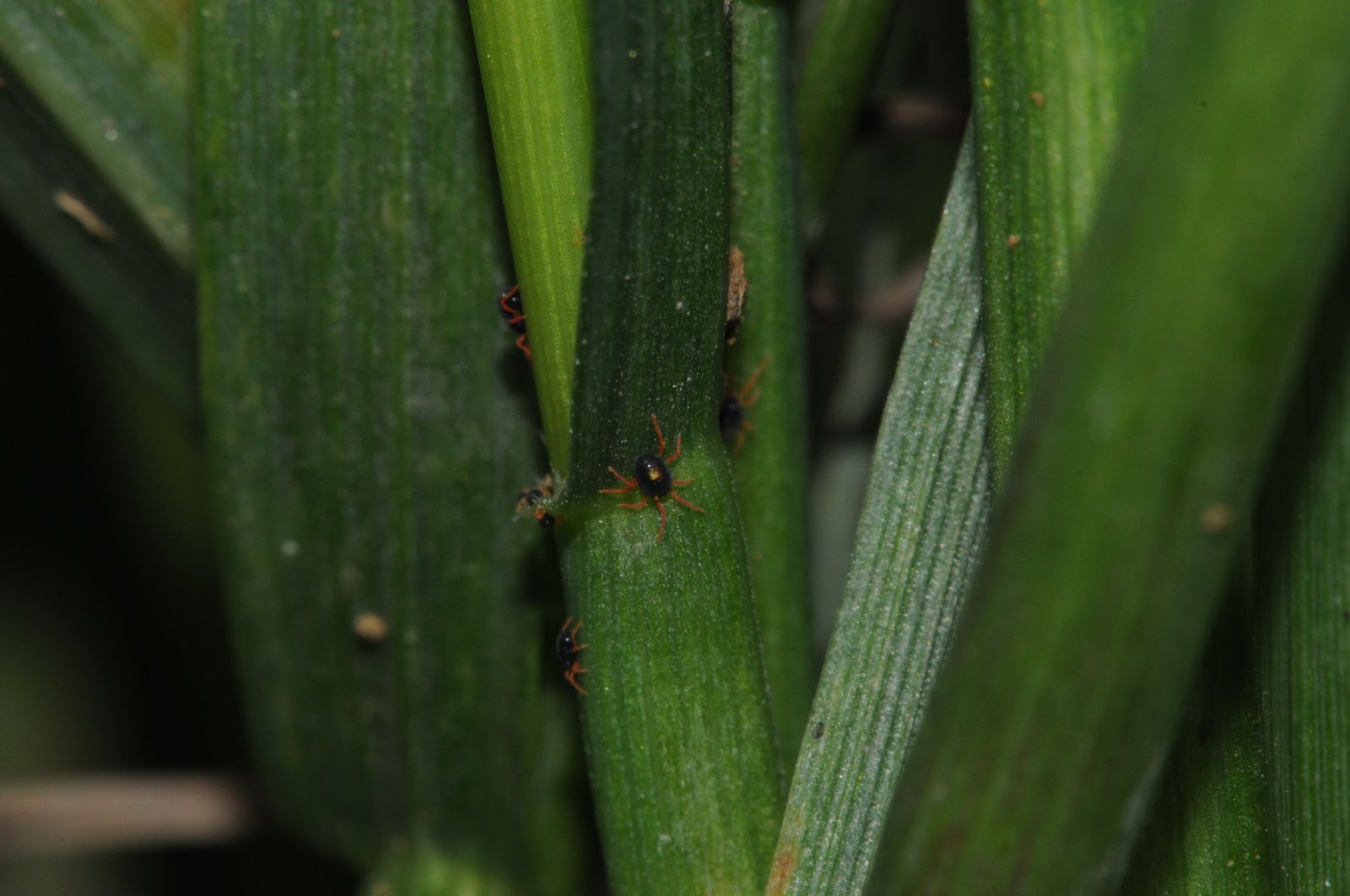 Wheat Pest Control: Natural and Biological Management Tips