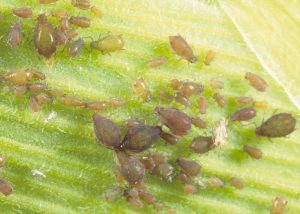 Wheat Pest Control: Natural and Biological Management Tips