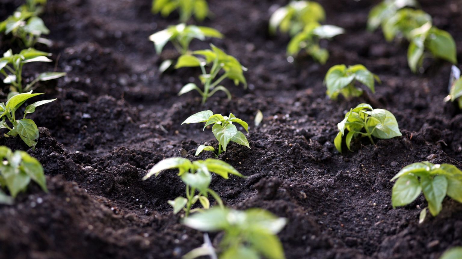 What Are Biostimulants and How Do They Work?