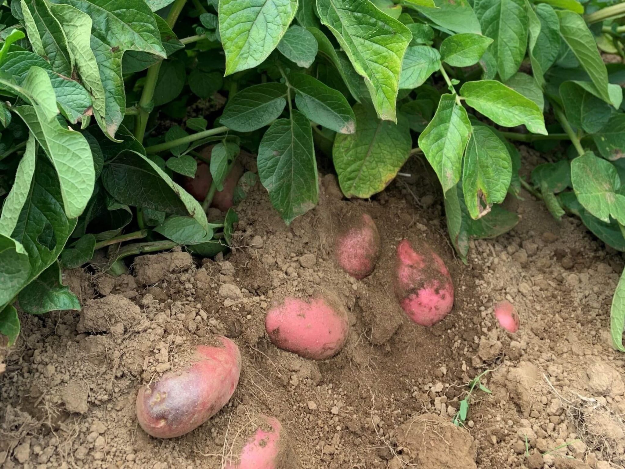 A guide to managing potato pests with biocontrol