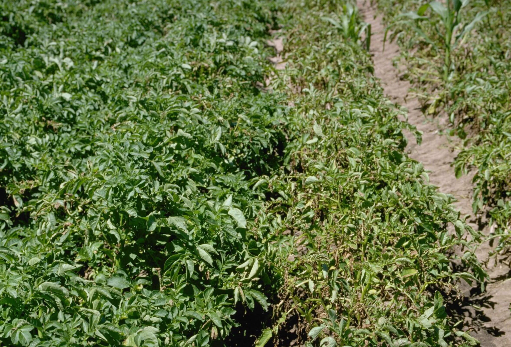 A guide to managing potato pests with biocontrol