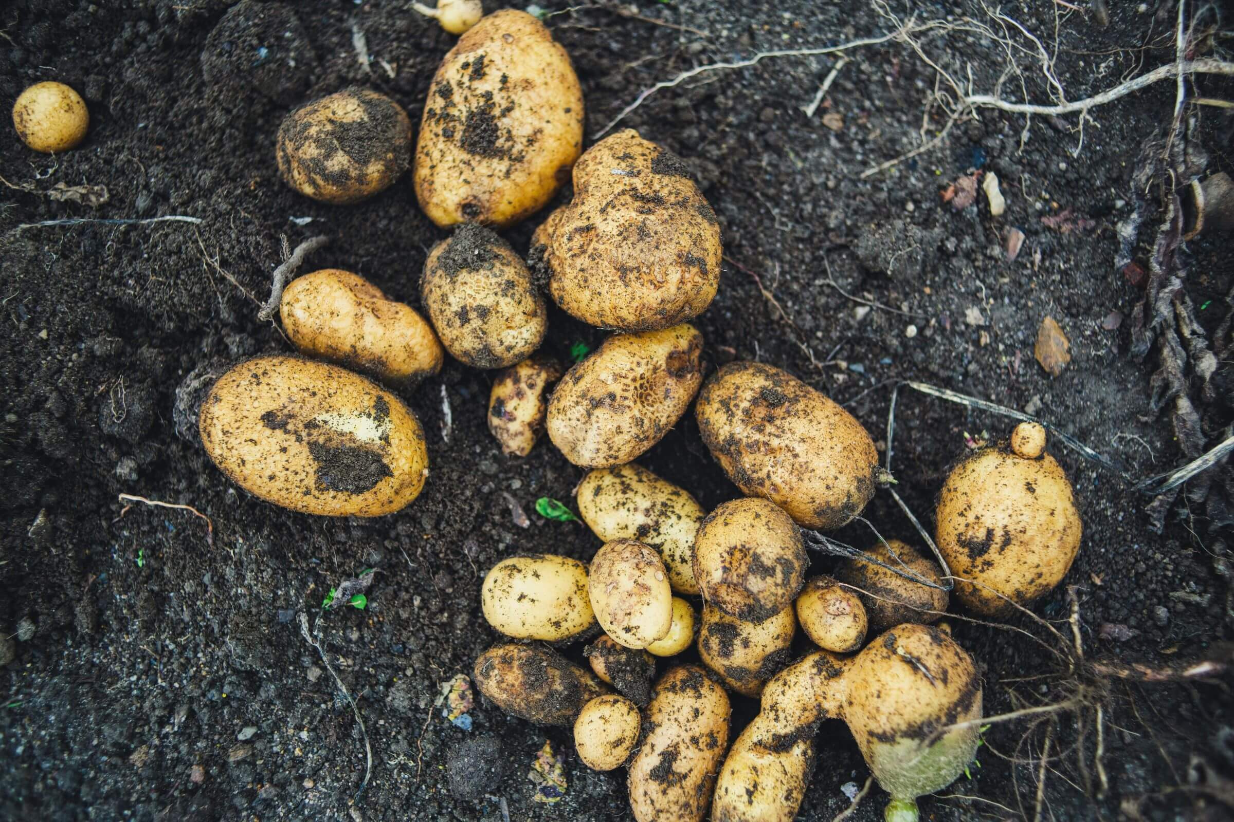 A guide to managing potato pests with biocontrol